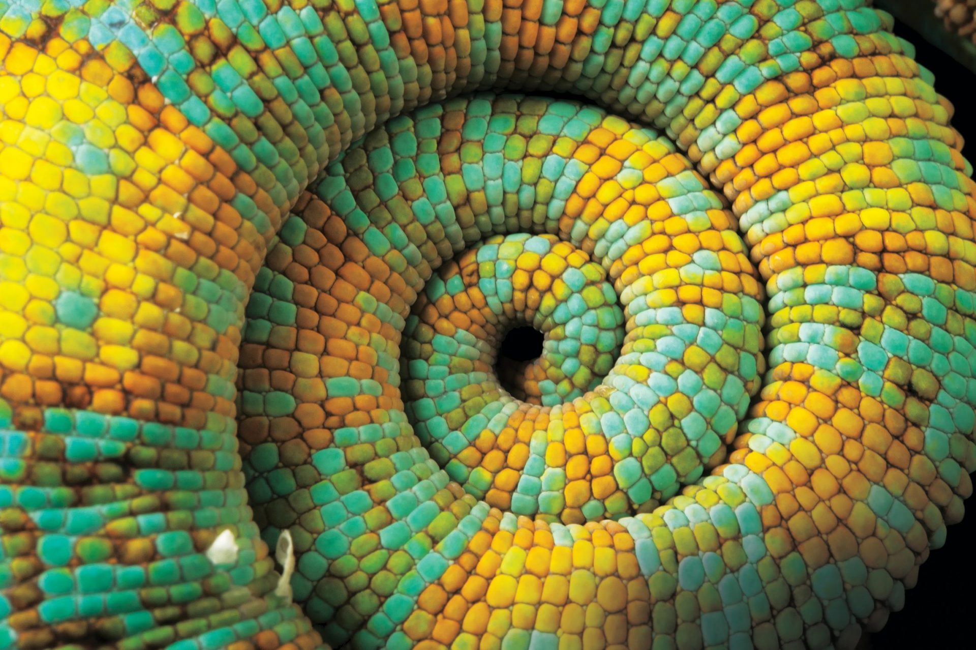 Photo Ark Wunder von Joel Sartore